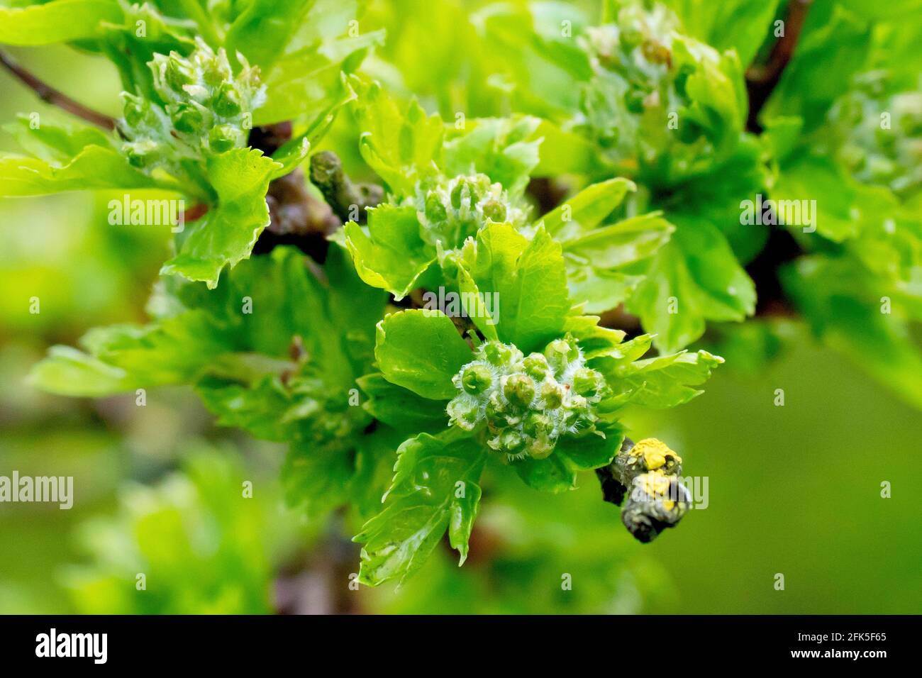 Hawthorn (crataegus monogyna), also known as May Tree and Whitethorn ...