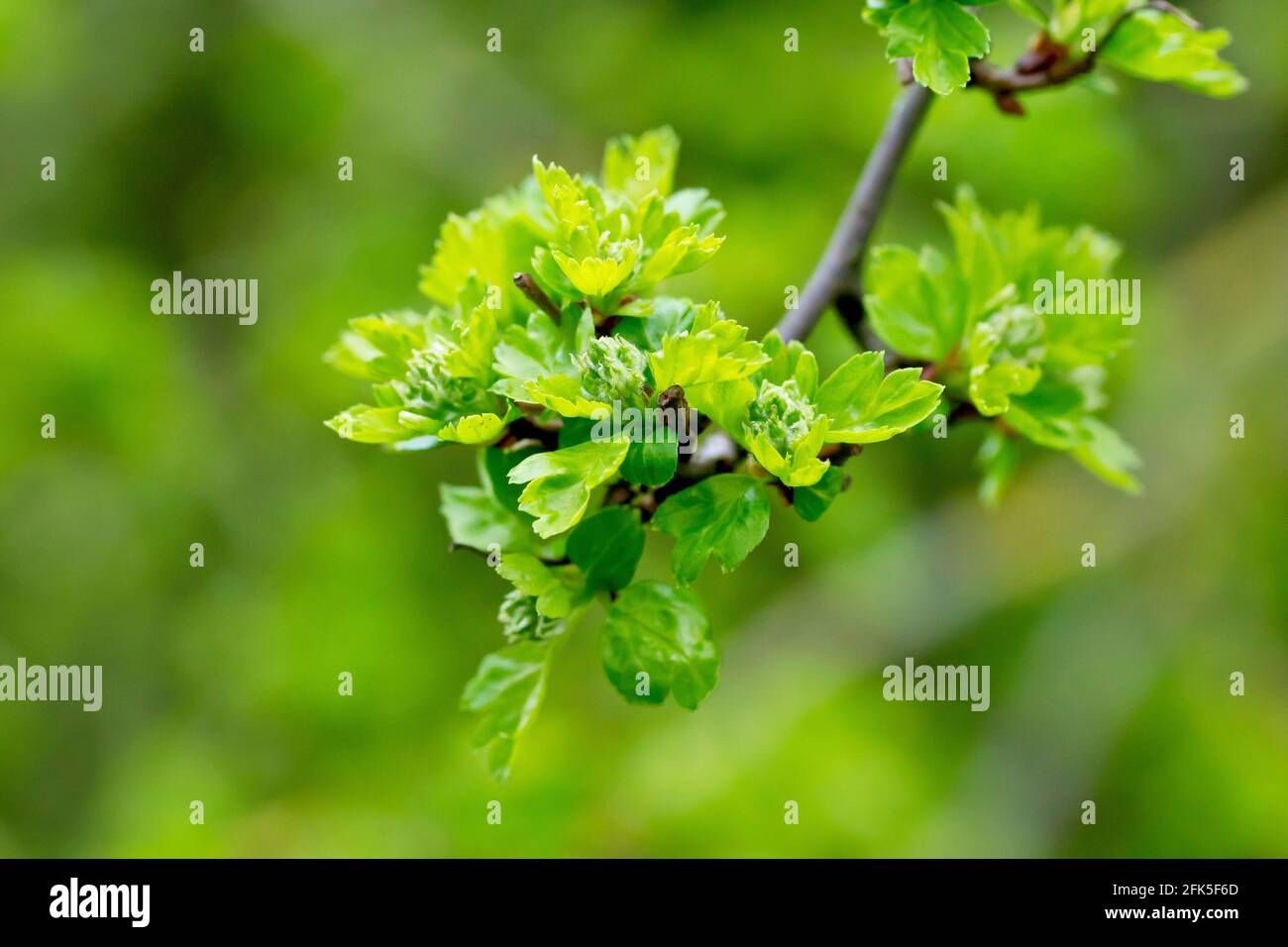 New buds on trees hi-res stock photography and images - Alamy