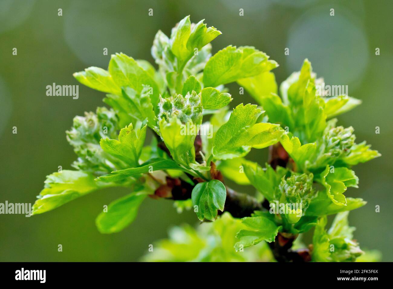 Hawthorn (crataegus monogyna), also known as May Tree and Whitethorn ...