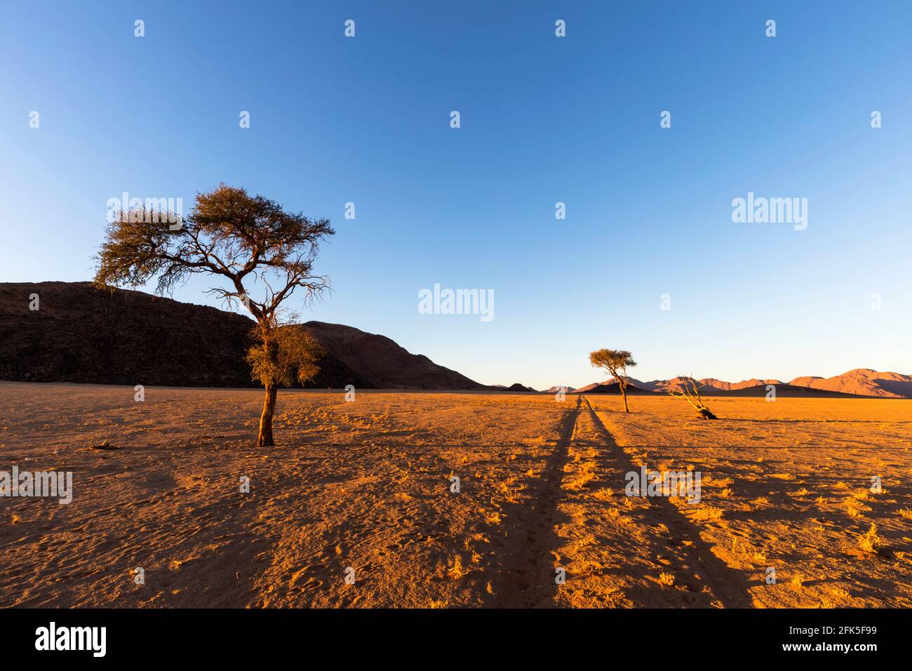Tracks straight to the horizon in the desert Stock Photo - Alamy
