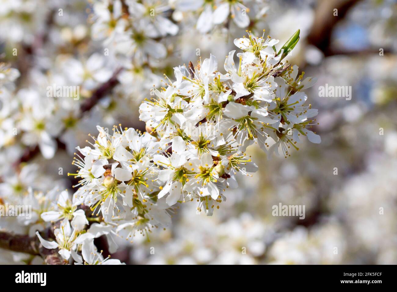 Sloe or Blackthorn (prunus spinosa), close up of a large cluster of the ...