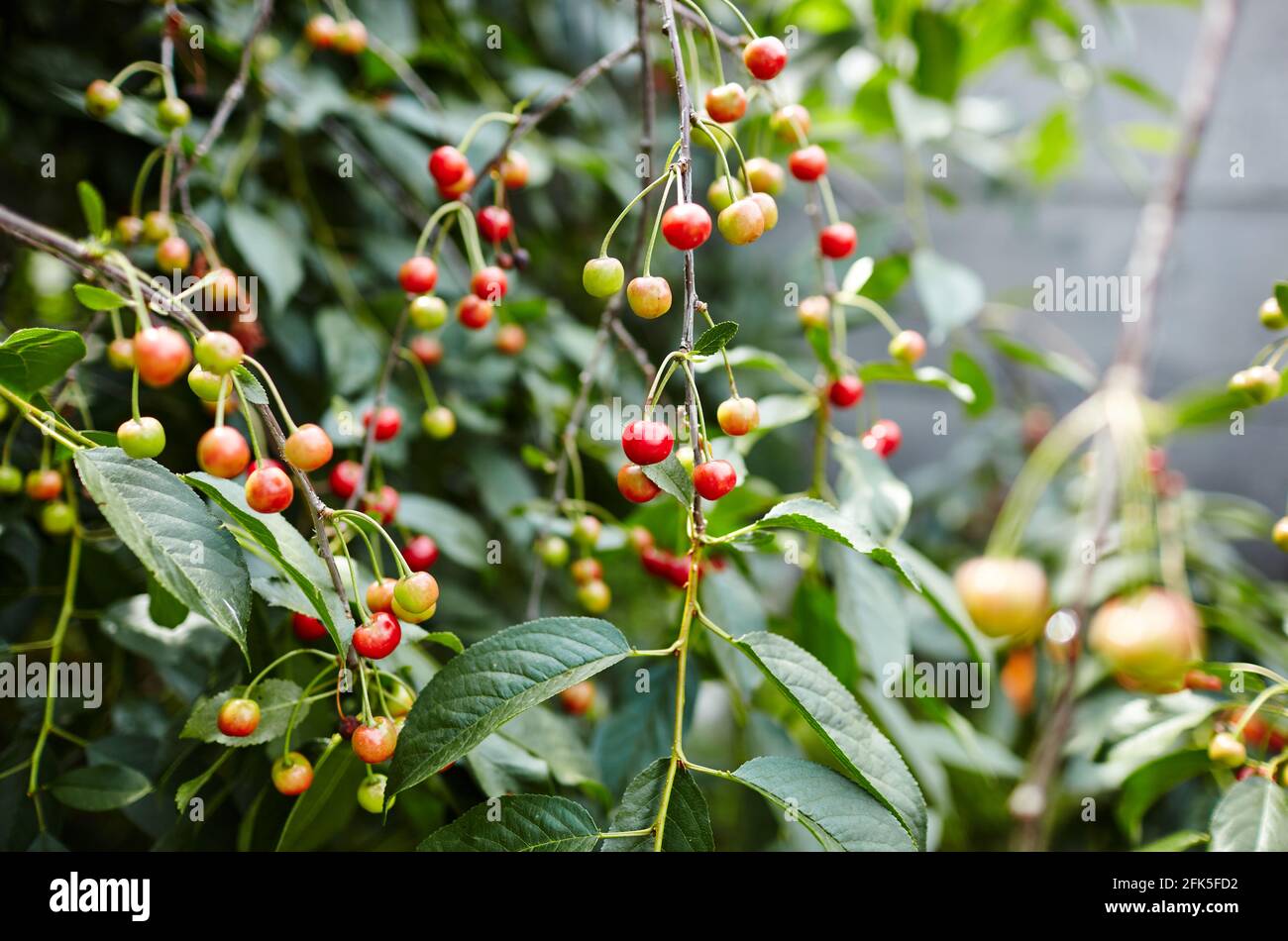 Unripe cherries hanging from a cherry tree branch, cherry orchard ...