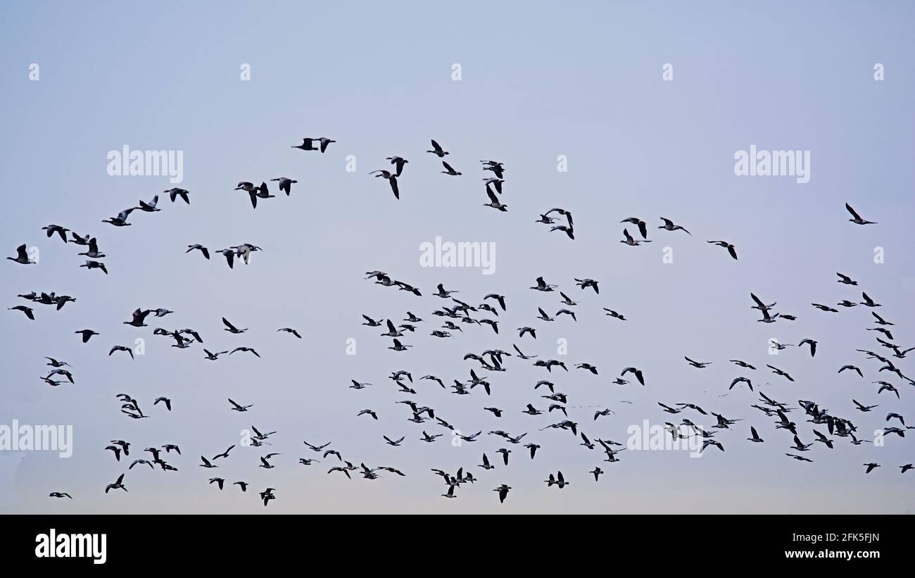Big flock of canada geese in flight, view from below - Branta ...