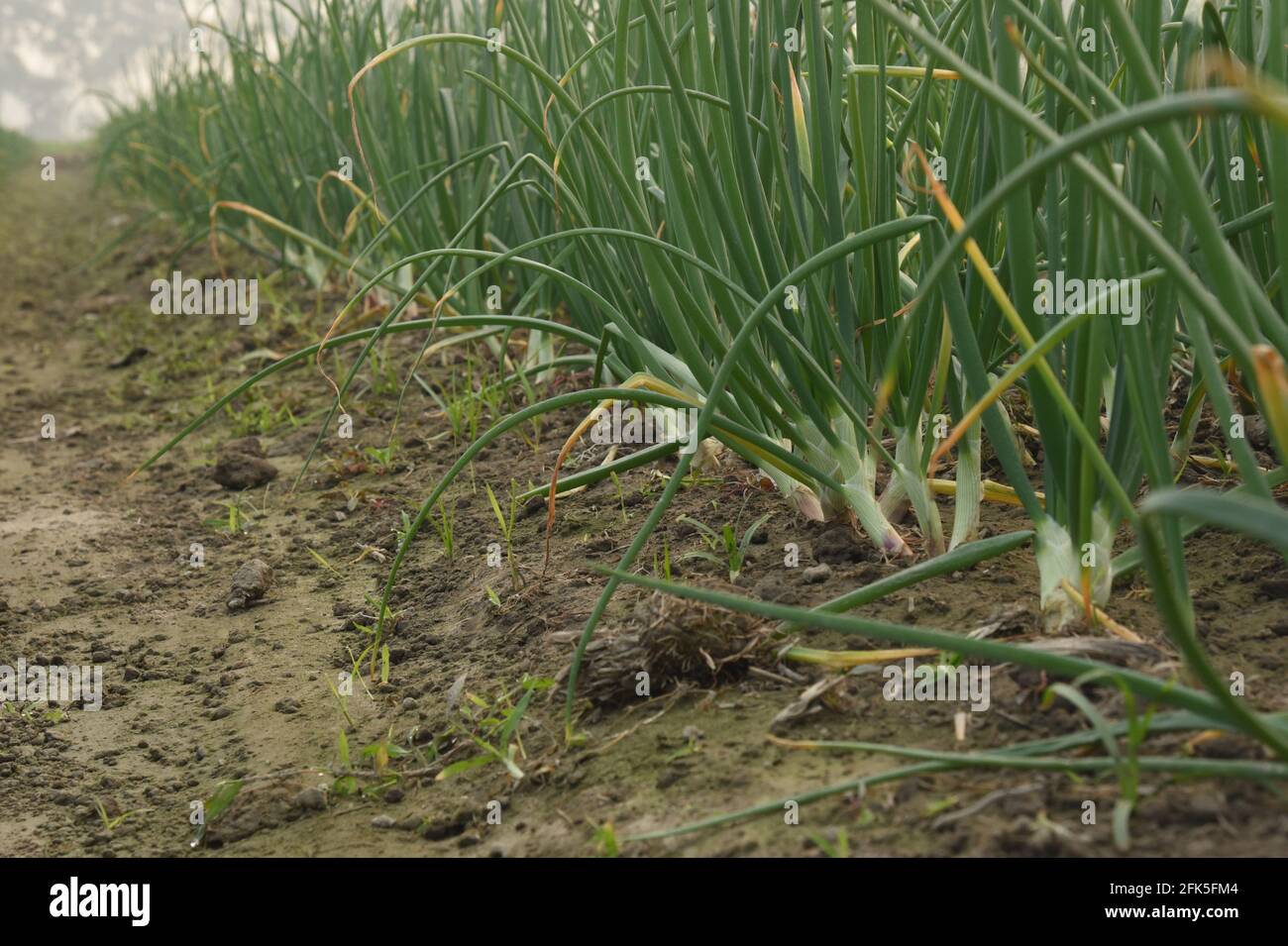 Green onion field fresh and natural area Stock Photo - Alamy