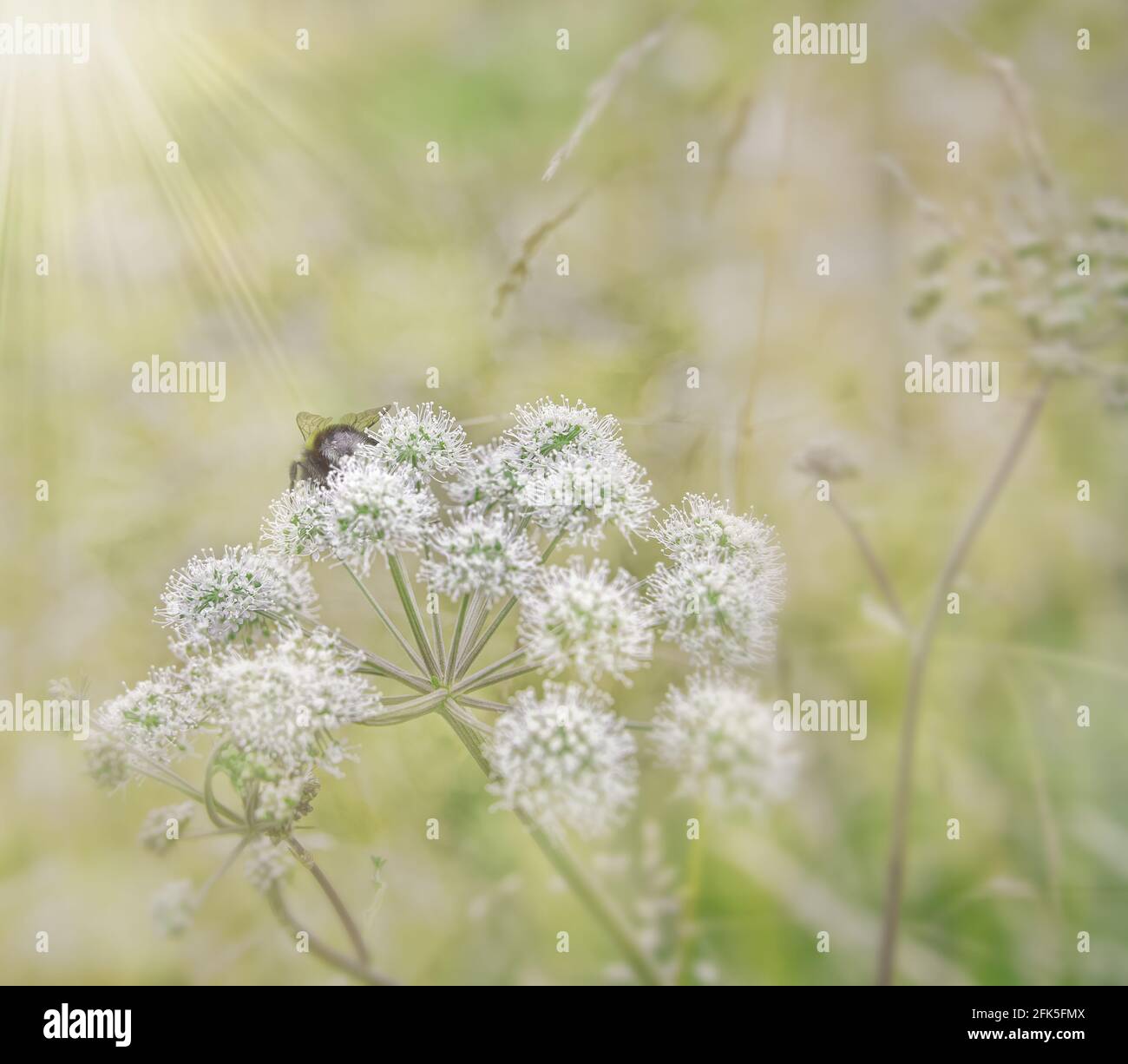 Soft glow to the sun rays on a white wild flowering bush with a bee ...