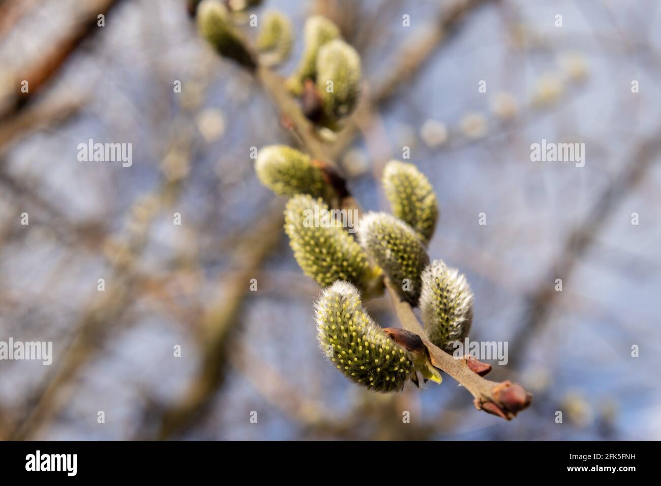 Common willow hi-res stock photography and images - Alamy