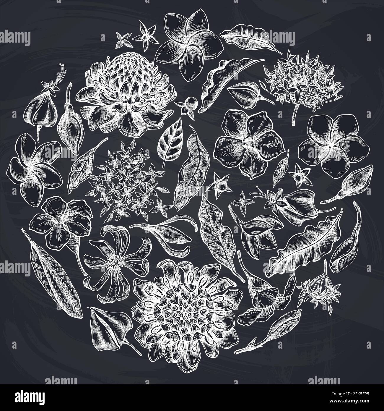 Trumpet shape blossom Stock Vector Images - Alamy