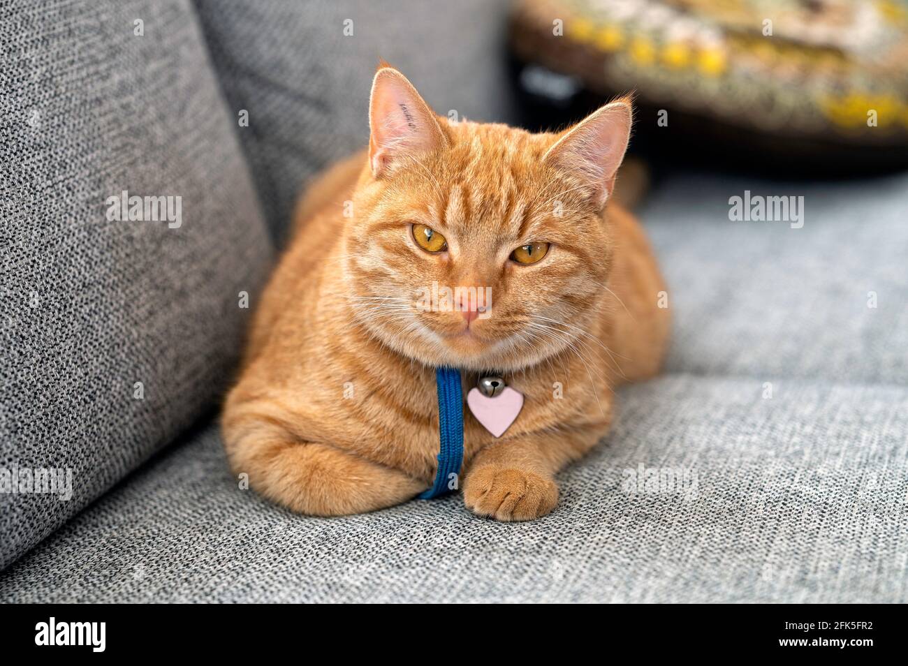 8 month old hi-res stock photography and images - Alamy