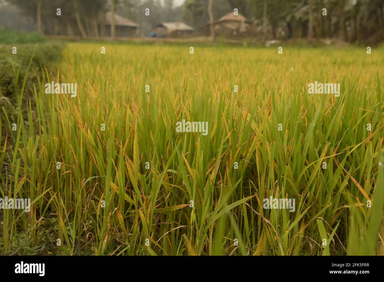 green paddy field fresh and natural area Stock Photo - Alamy