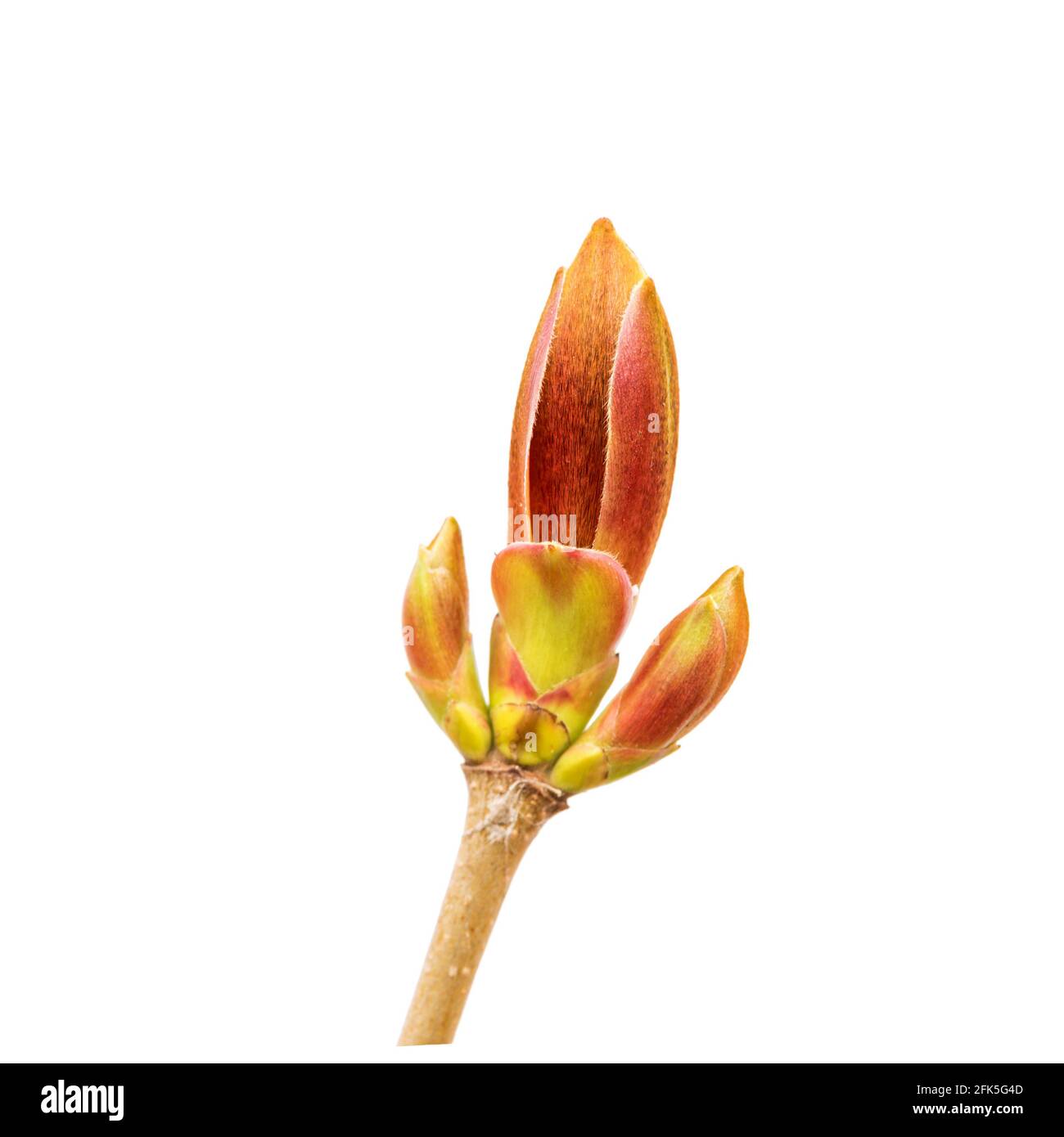 A beautiful bud on the top of a branch isolated on a white background ...