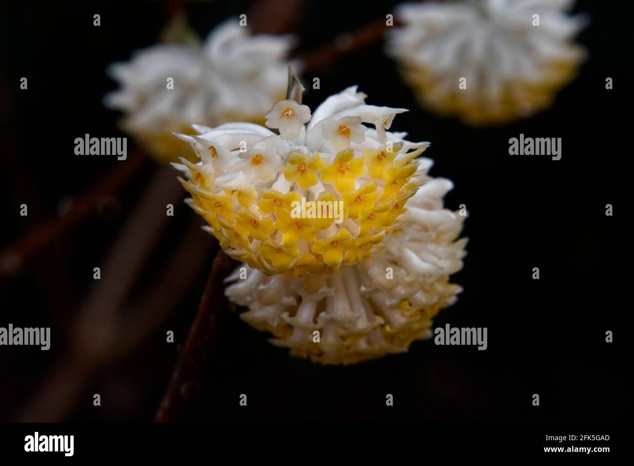 Oriental Paper Bush Plant with yellow blooms on a black background ...