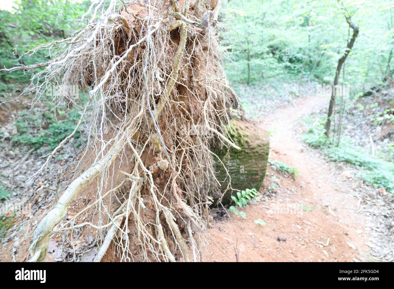 Radici hi-res stock photography and images - Alamy