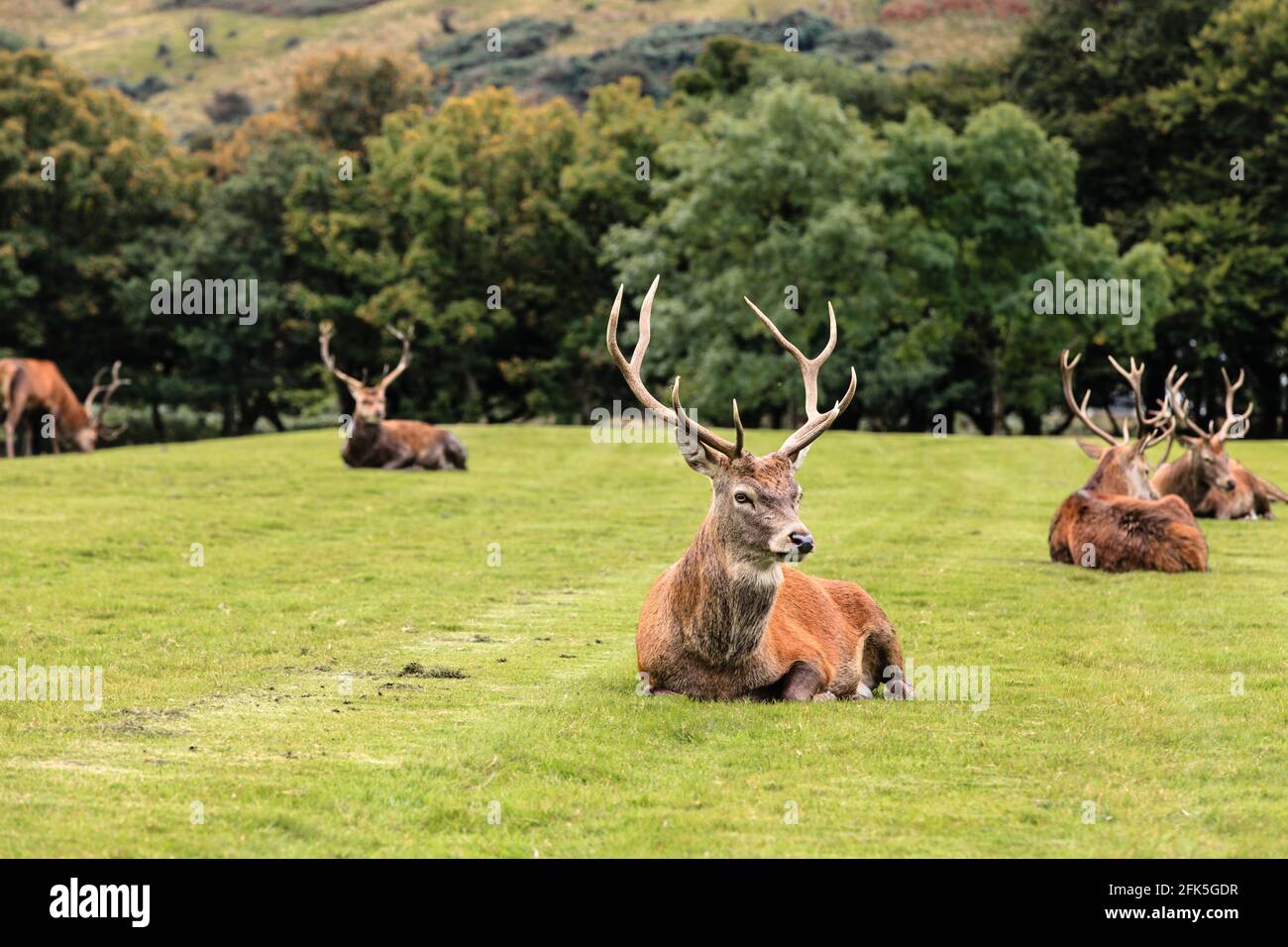 Deer waiting hi-res stock photography and images - Alamy