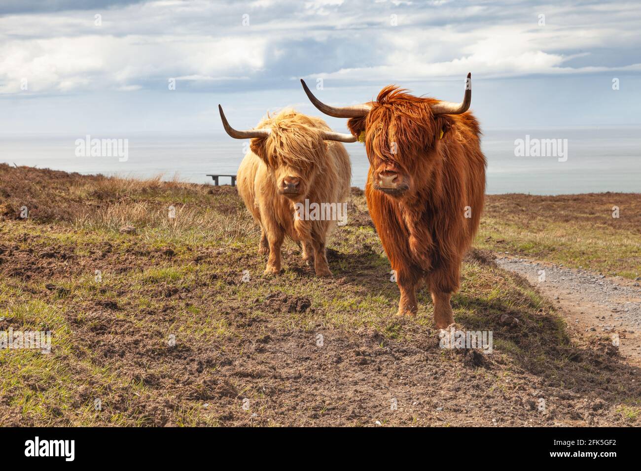 Two highland cattle on high ground by sea Stock Photo - Alamy
