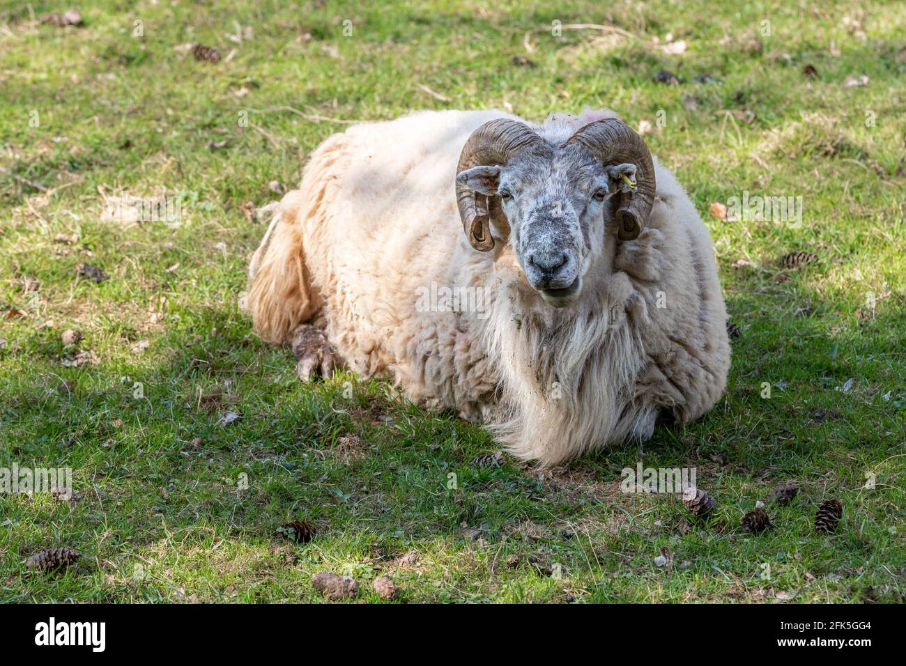 close up of single ram sitting on rough grassland Stock Photo - Alamy