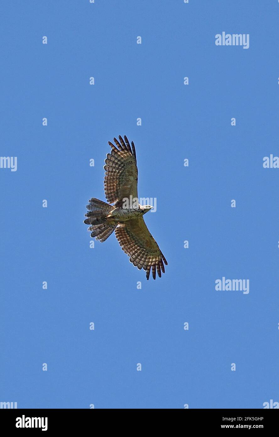 Blyths hawk eagle hi-res stock photography and images - Alamy