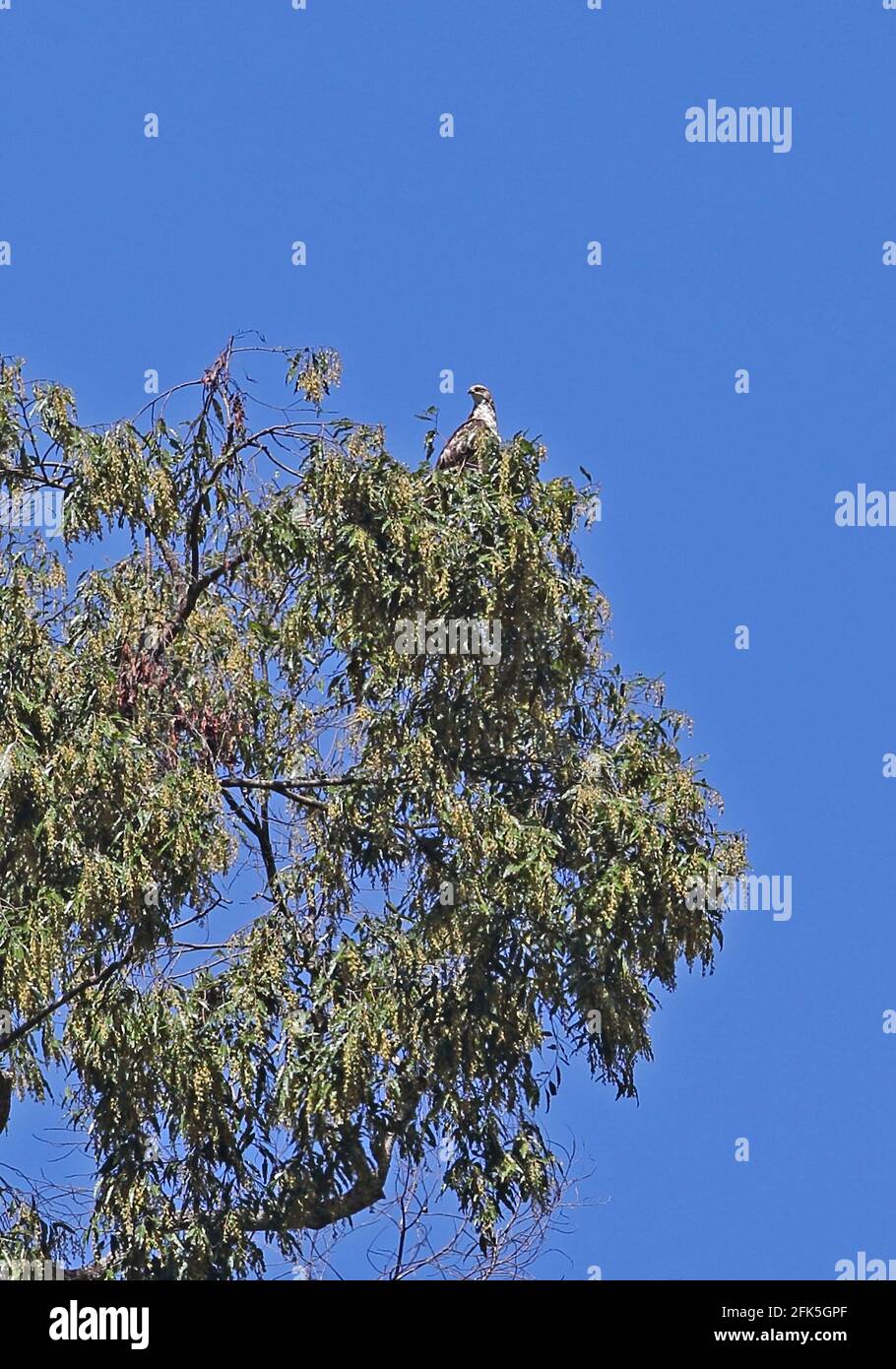 Blyth's Hawk-eagle (Nisaetus alboniger) immature perched in tree top ...