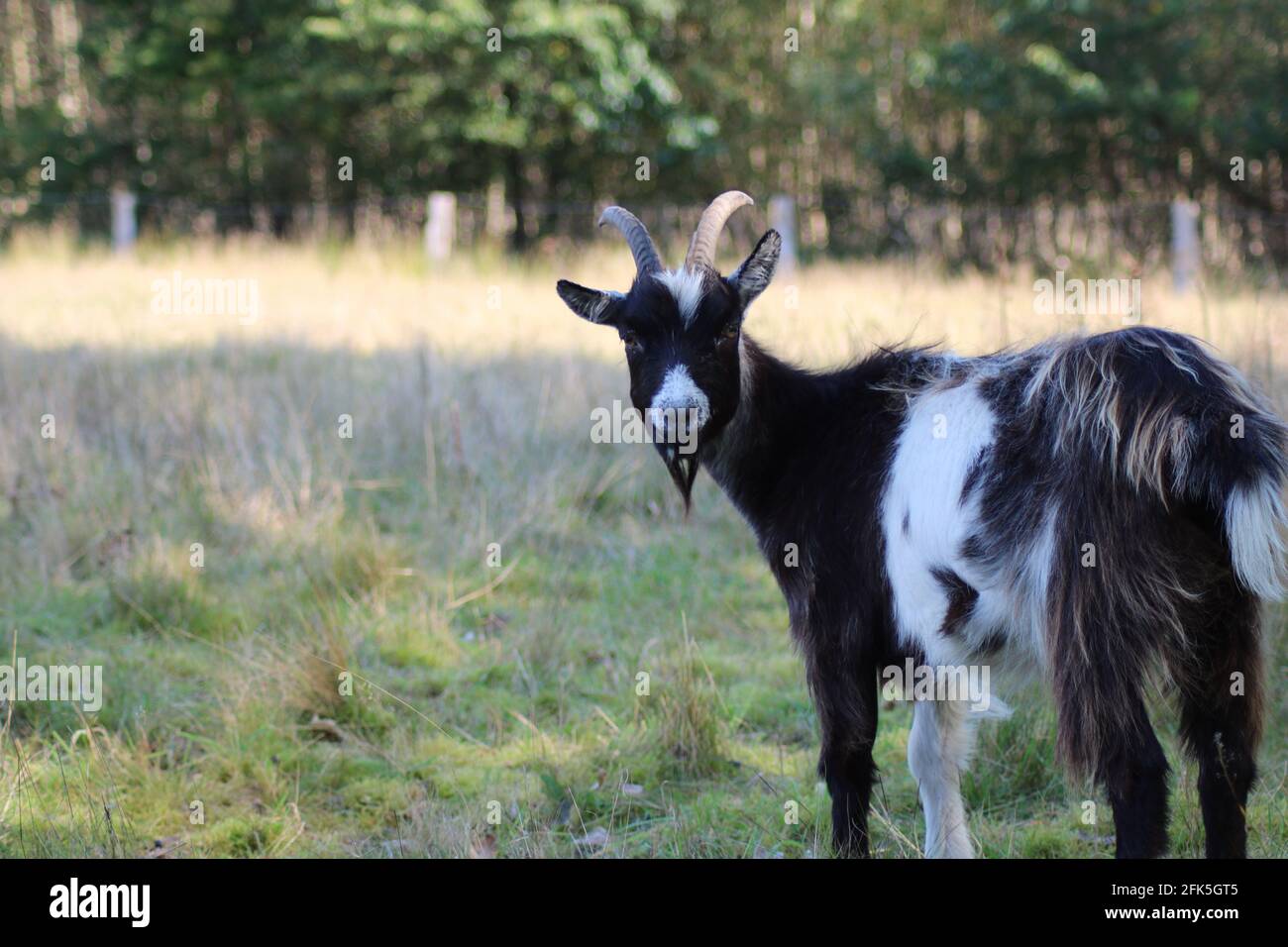 Portrait of a goat/ Portrait einer lustigen Ziege Stock Photo - Alamy