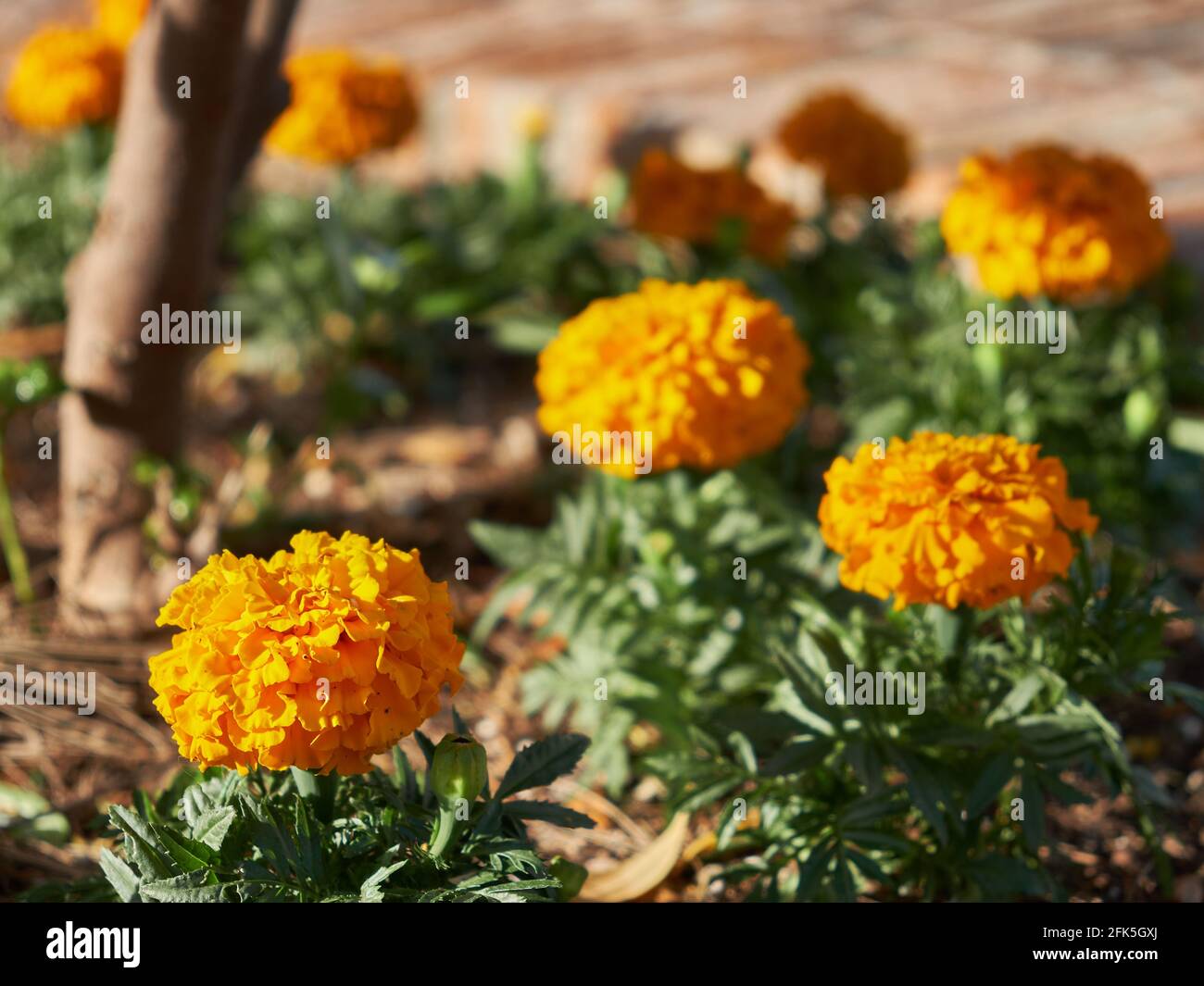 Tagetes erecta ornamental hi-res stock photography and images - Alamy