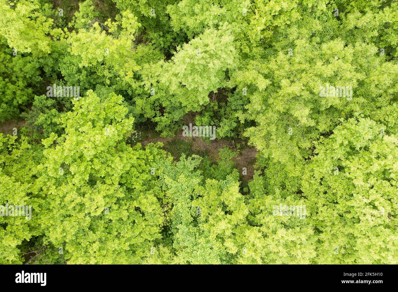 Oak trees from above hi-res stock photography and images - Alamy