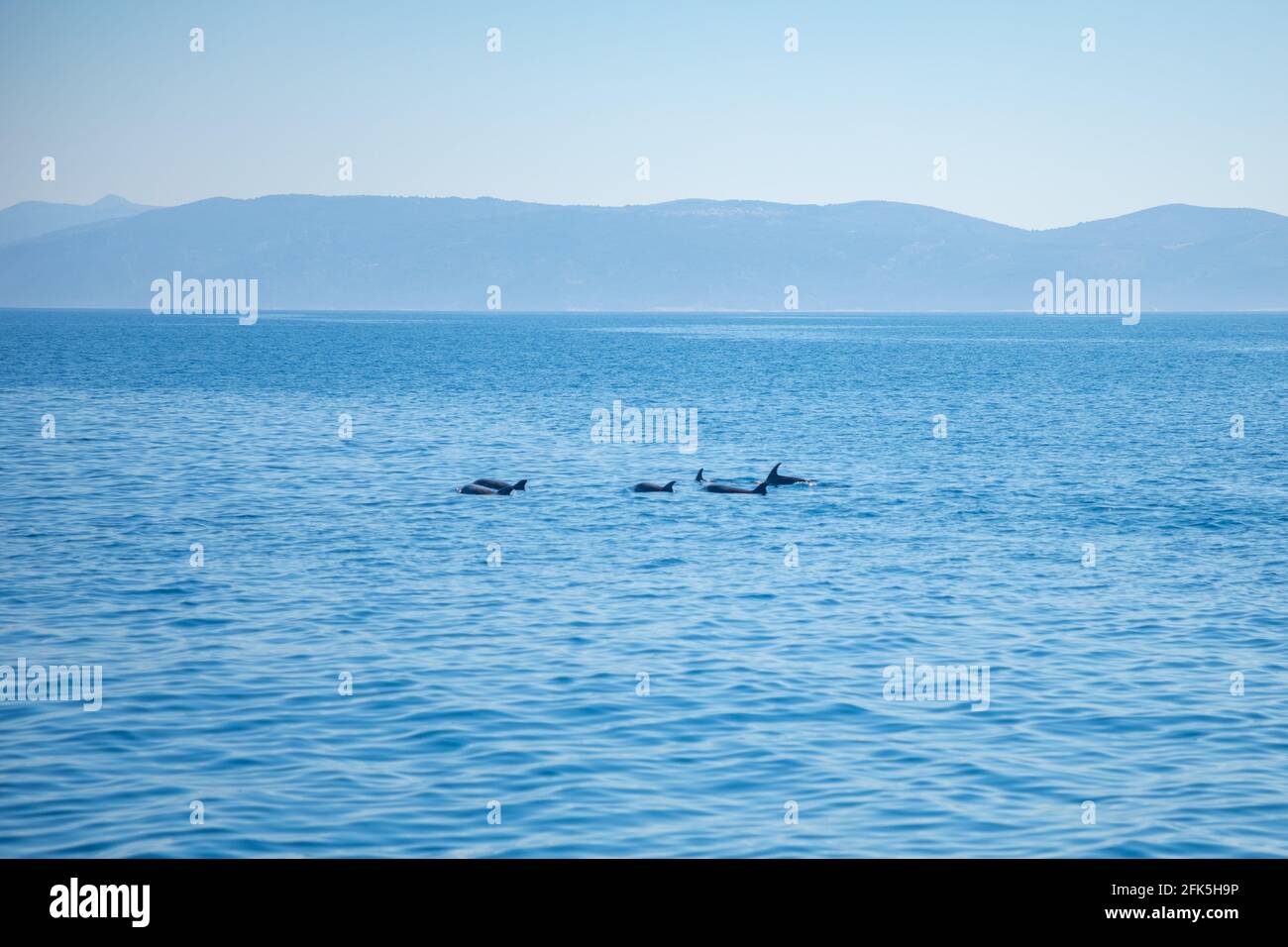 Group of wild dolphins in adriatic sea near croatia cost, Europe Stock ...