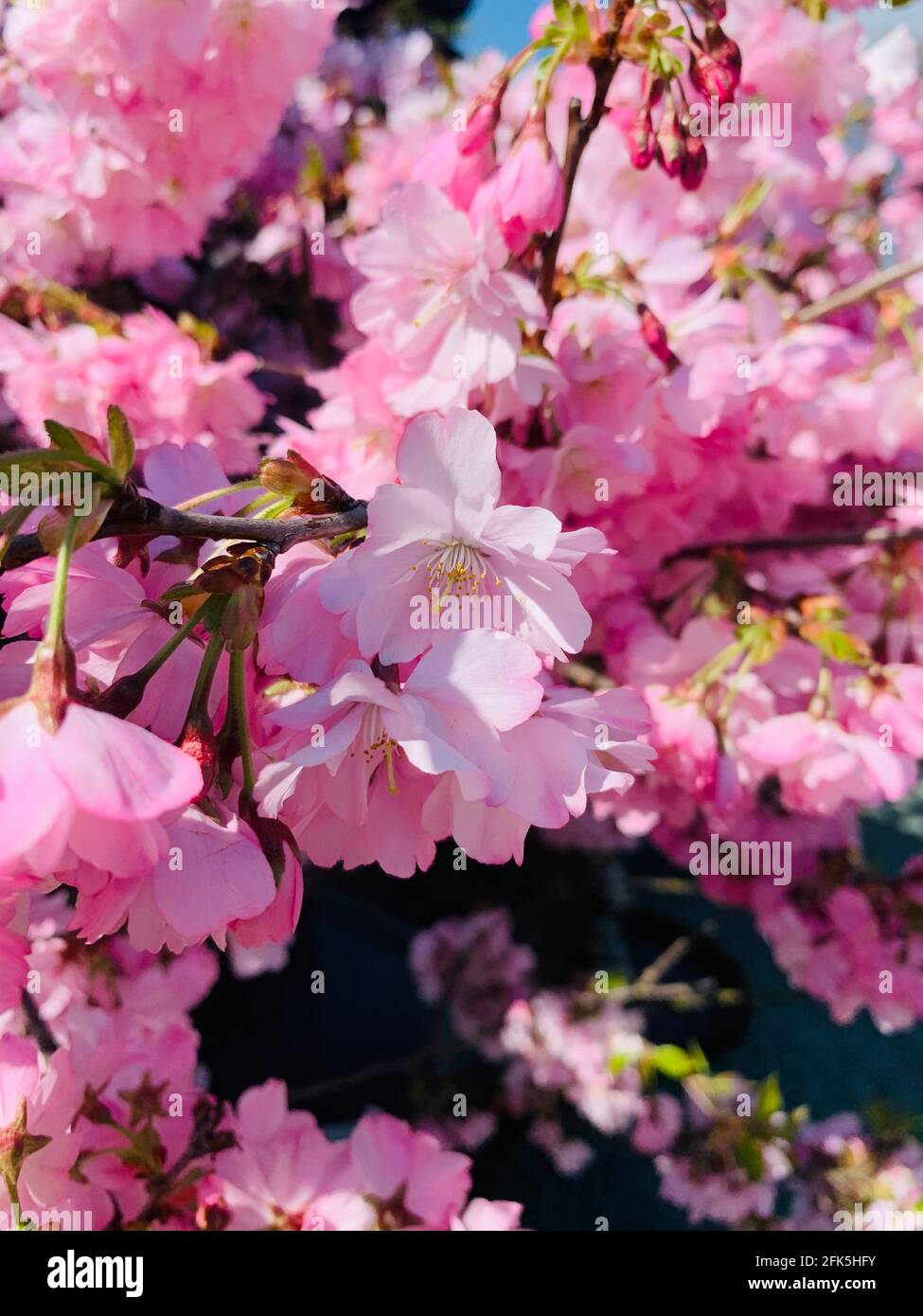 Blossom tree hi-res stock photography and images - Alamy
