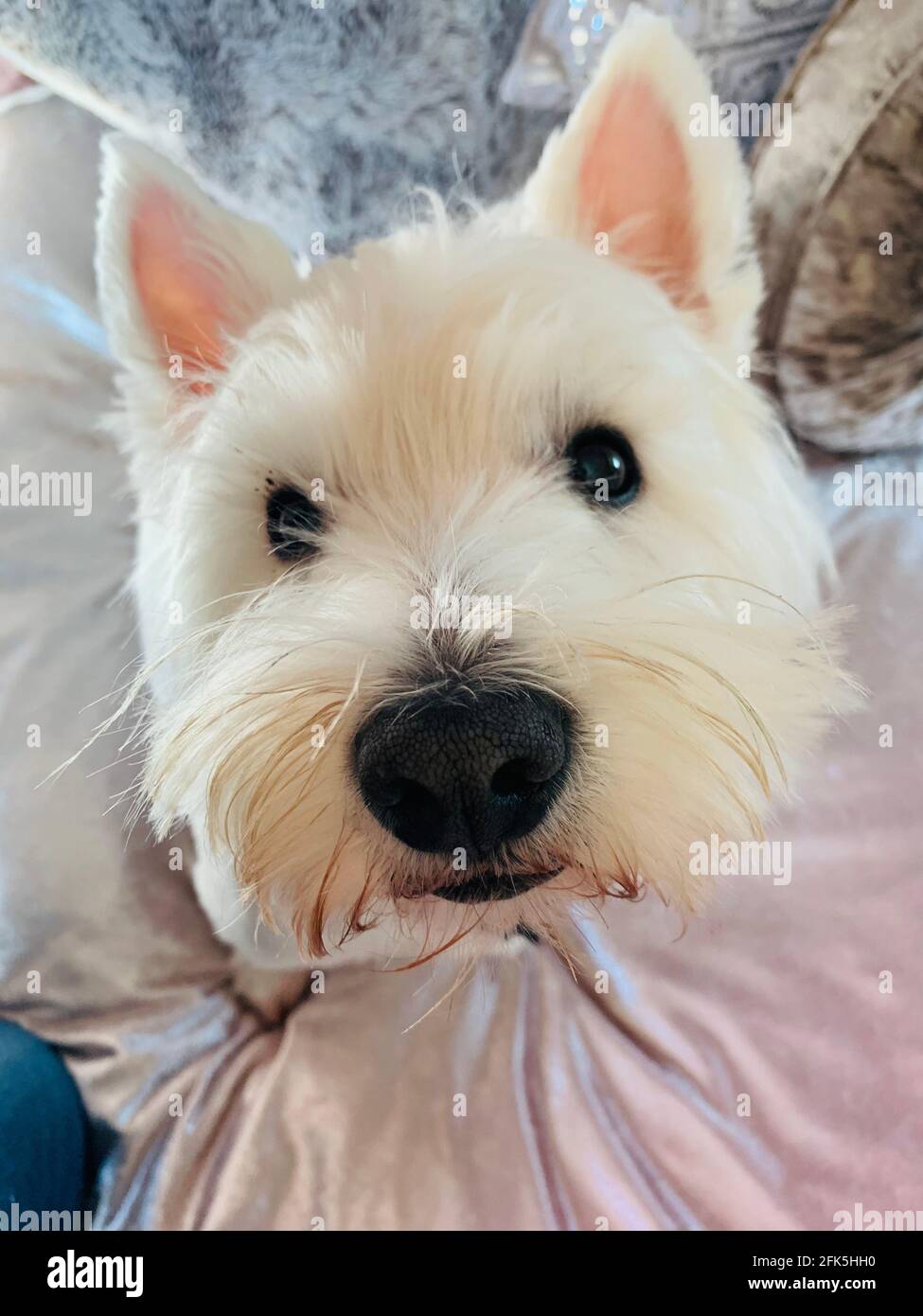 Westie hi-res stock photography and images - Alamy