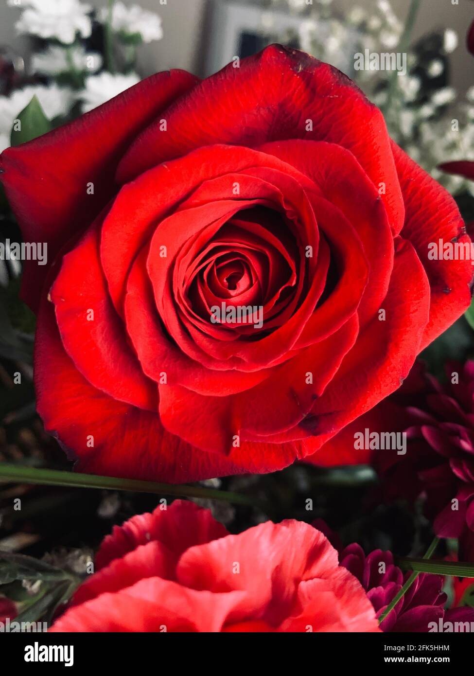 Red rose red roses hi-res stock photography and images - Alamy