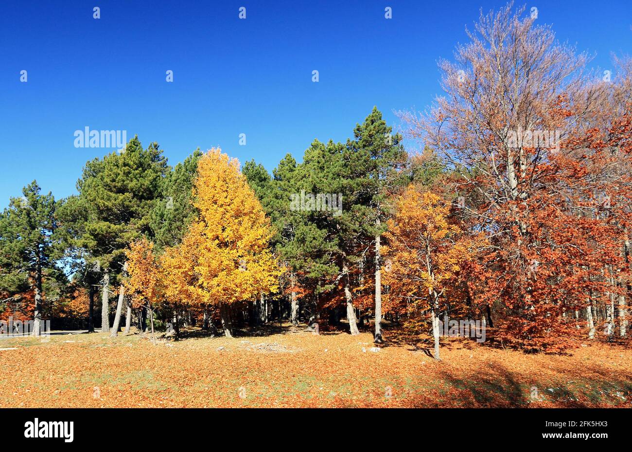 Fall colors in a park with different species of trees Stock Photo - Alamy
