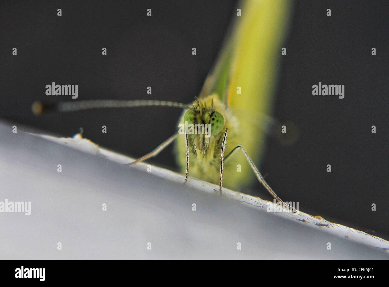 Butterfly legs close up hi-res stock photography and images - Alamy