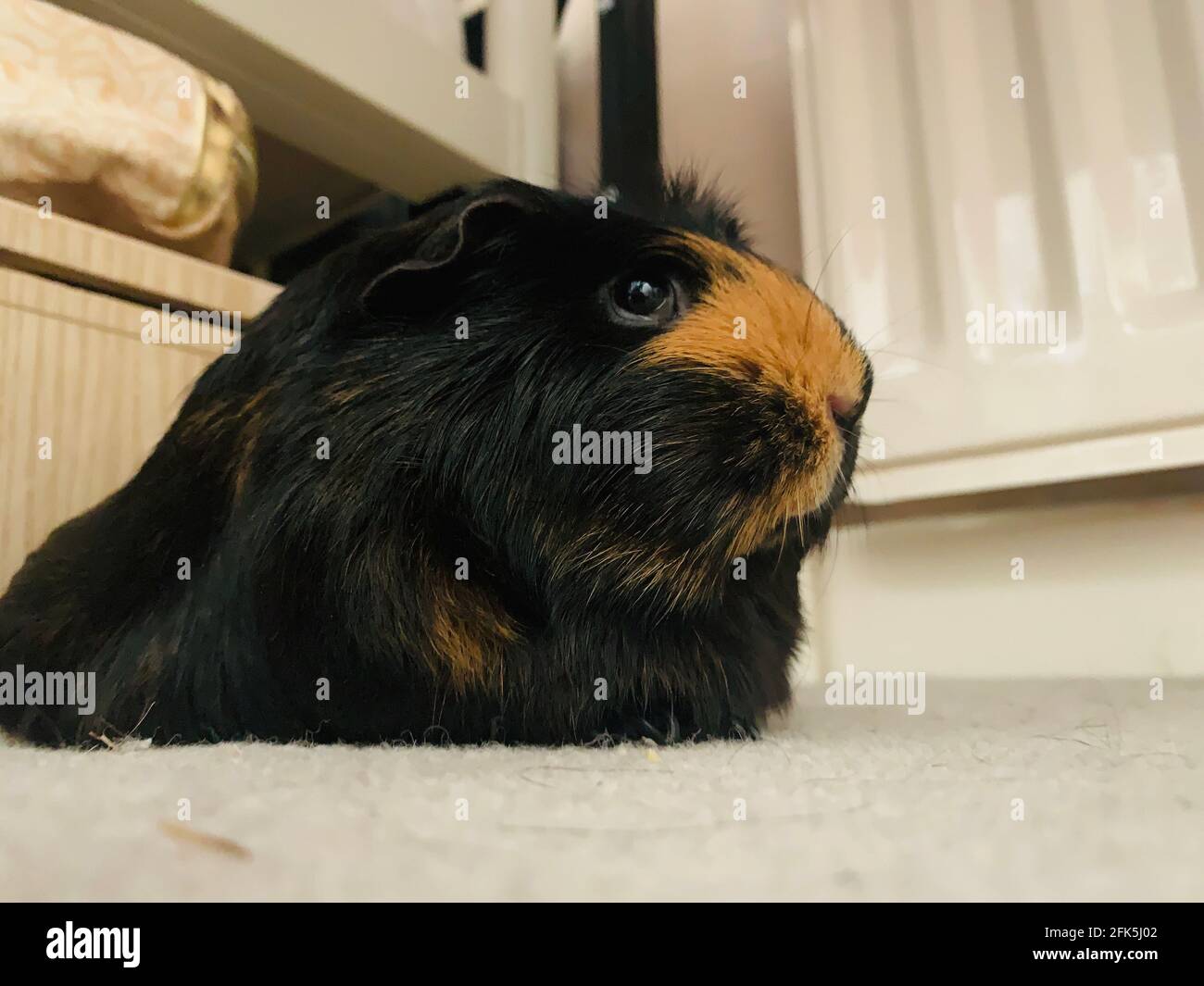 Pig house hi-res stock photography and images - Alamy