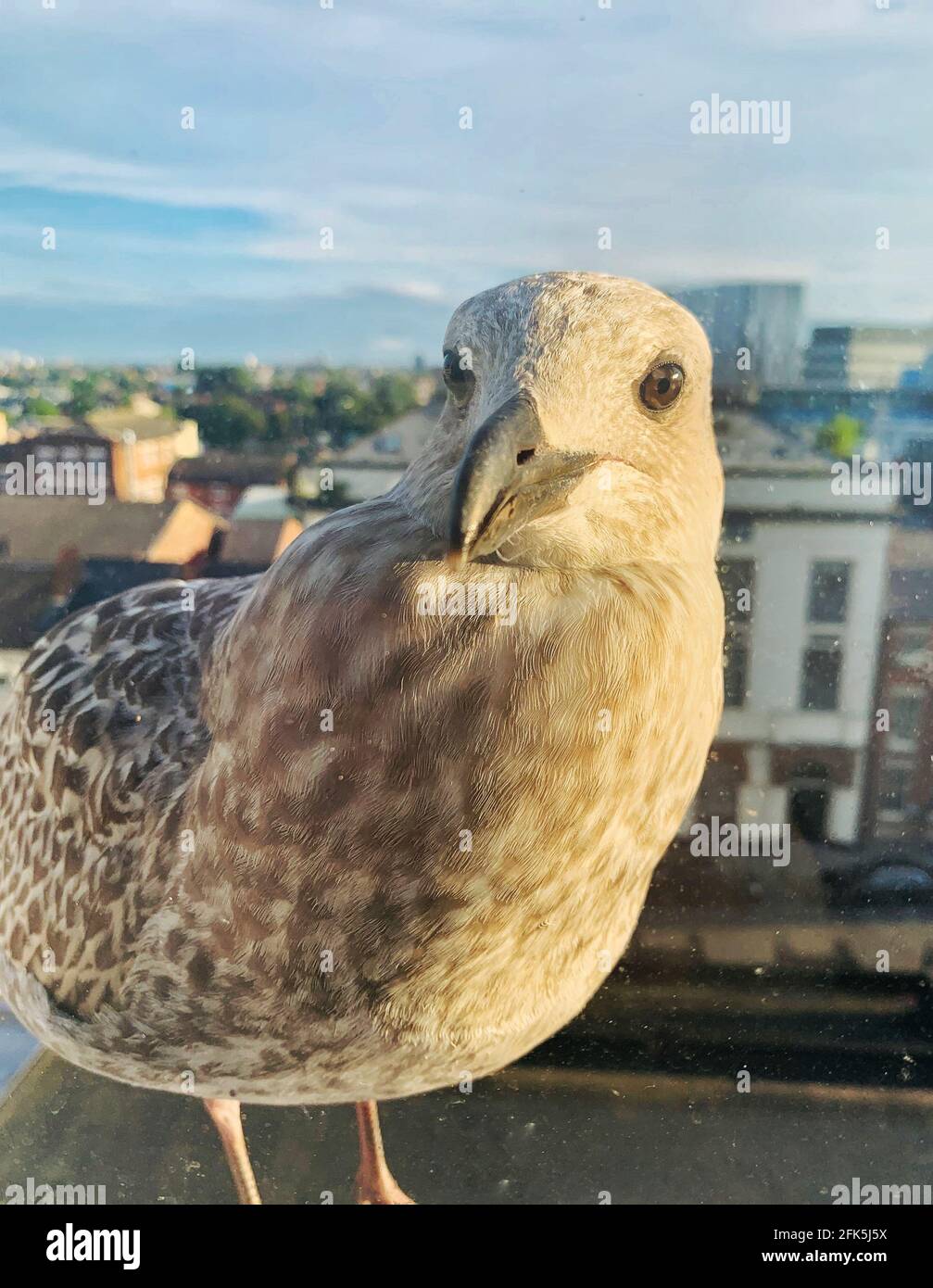 Seagull camera hi-res stock photography and images - Alamy