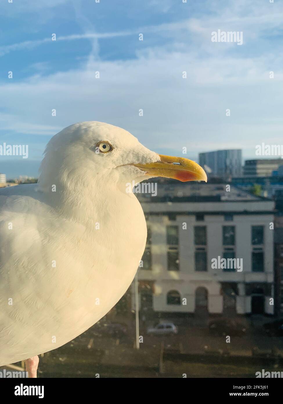 Camera for watching birds hi-res stock photography and images - Alamy