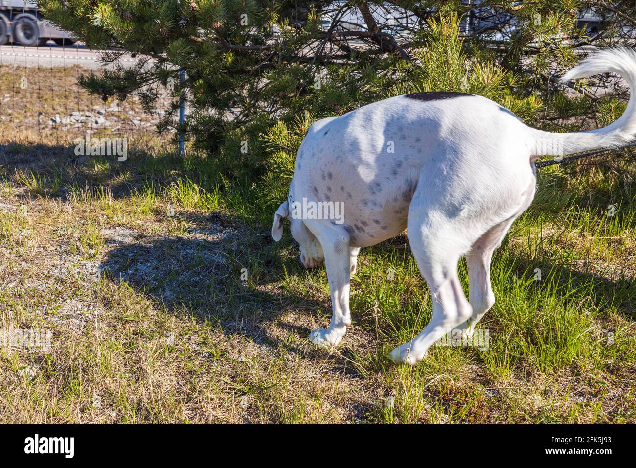 Close up view of mixed breed Boxer-Pointer dog on walk. Sweden Stock ...
