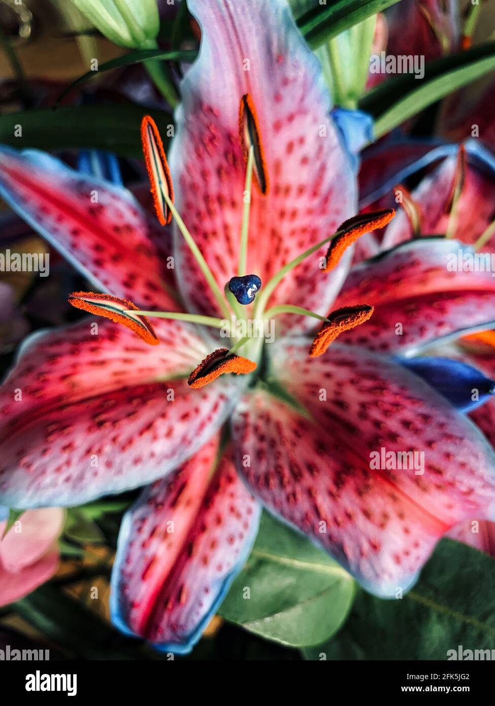 Lily flower photography hi-res stock photography and images - Alamy