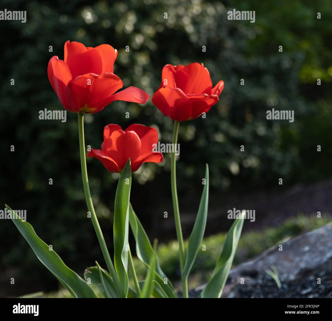 Three Red Tulips, Tulipa, with Green Leaves on a Lush Green Background ...