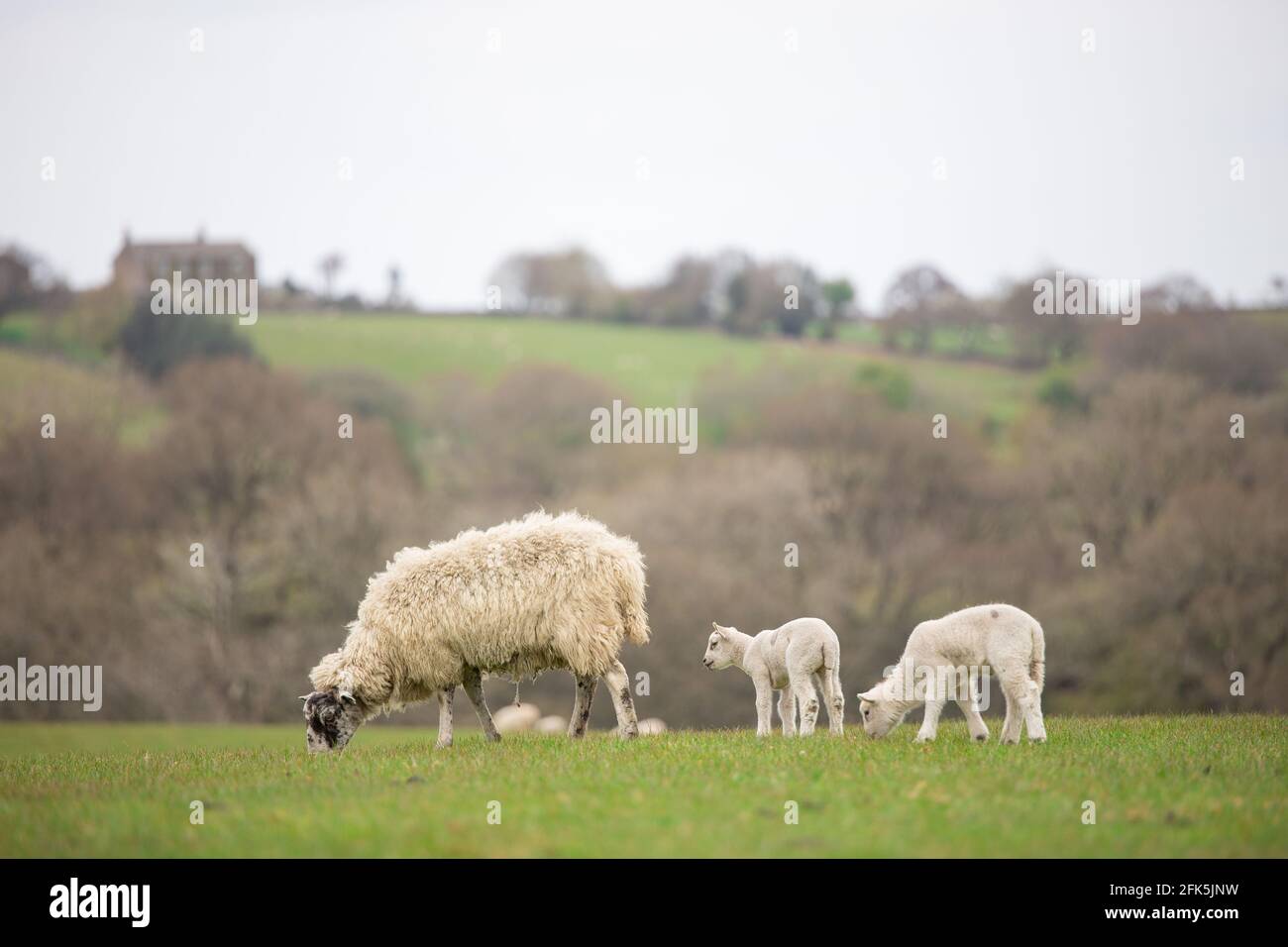 White Texel Continental Ewe Sheep with twin lambs at foot Stock Photo ...