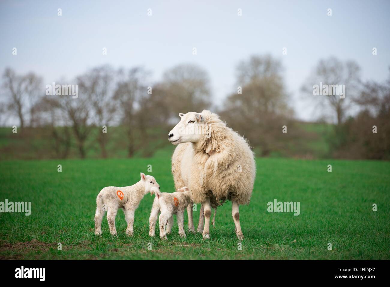 White Texel Continental Ewe Sheep with twin lambs at foot Stock Photo ...