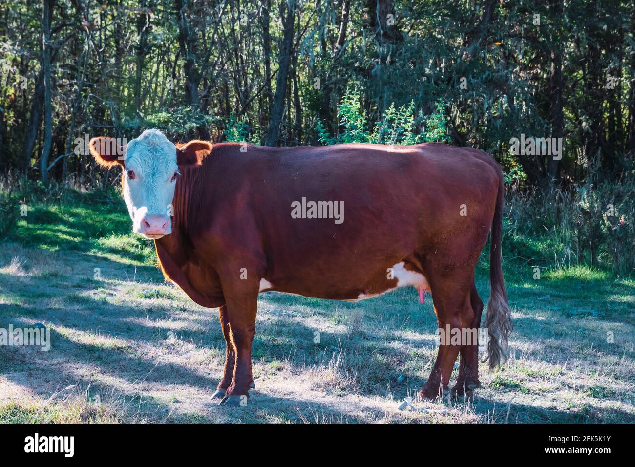 Patagonia argentine cow hi-res stock photography and images - Alamy