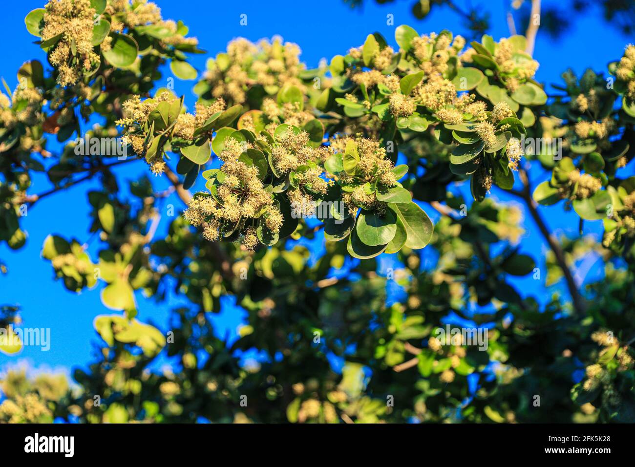 Black olive tree flowers and leaves in spring. (Photo By Luis Gutierrez ...
