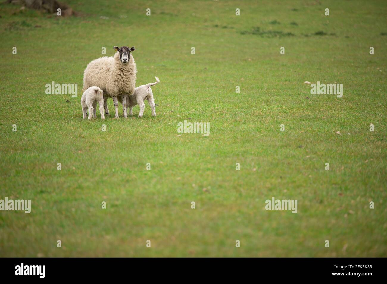 White Texel Continental Ewe Sheep with twin lambs at foot Stock Photo ...