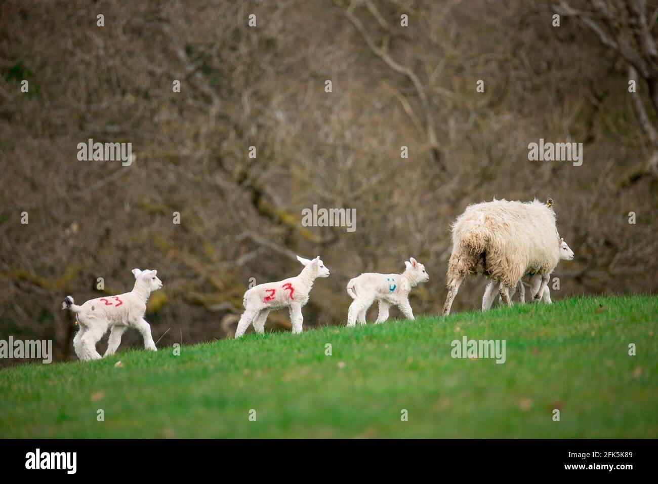 White Texel Continental Ewe Sheep with twin lambs at foot Stock Photo ...