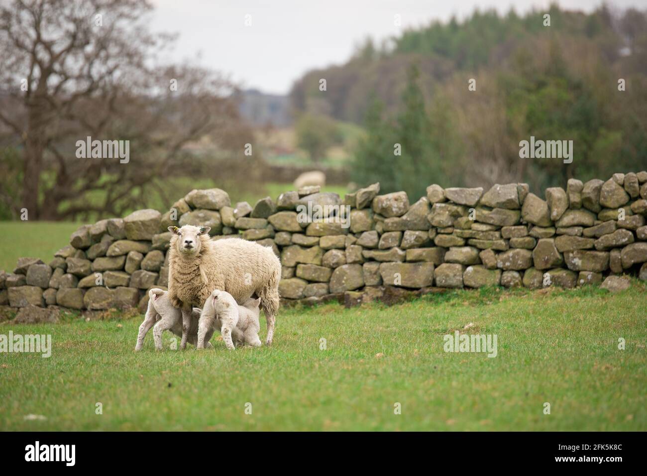 White Texel Continental Ewe Sheep with twin lambs at foot Stock Photo ...