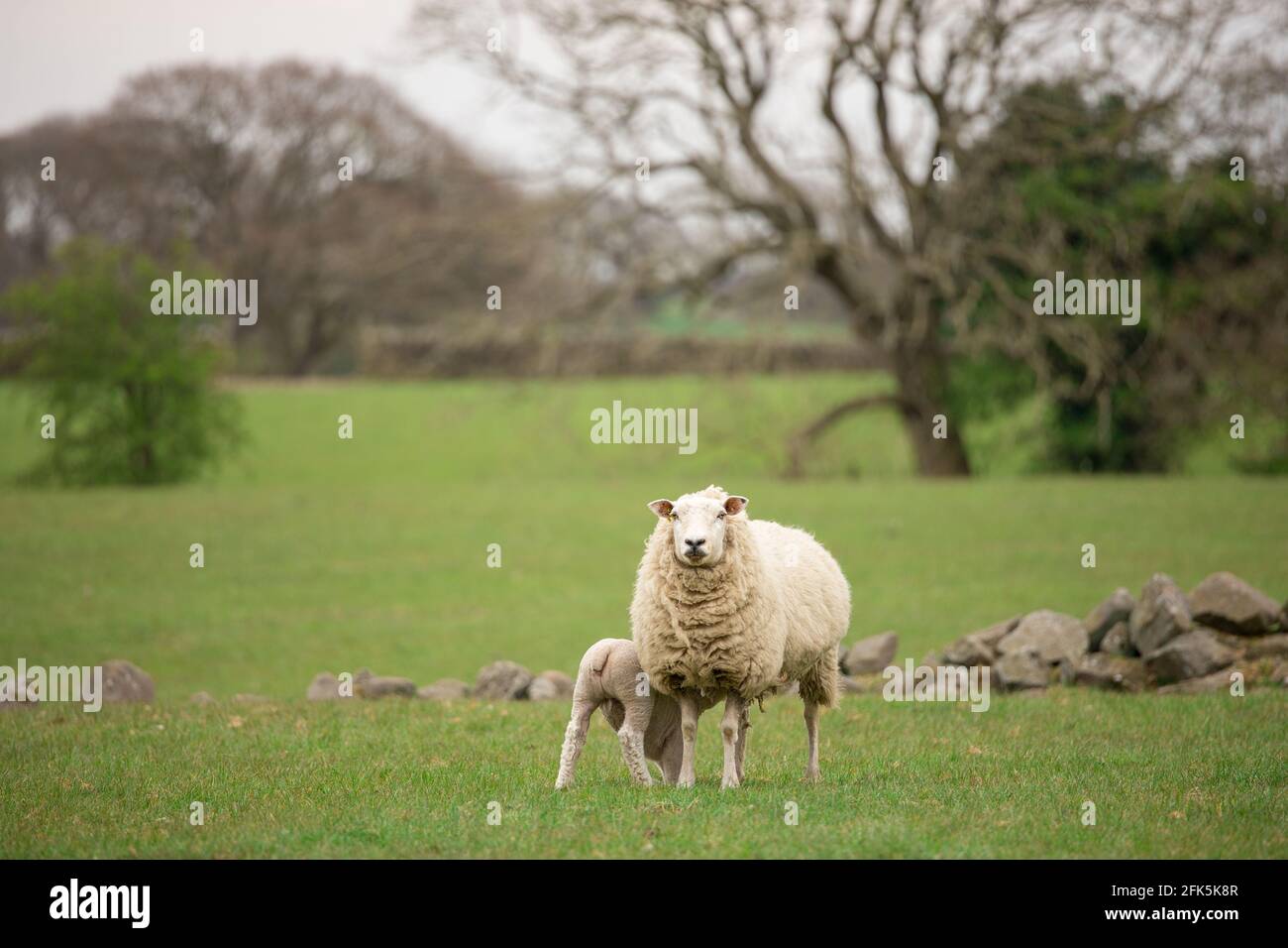 White Ewe Texel sheep with lamb at foot in green grass pasture Stock ...