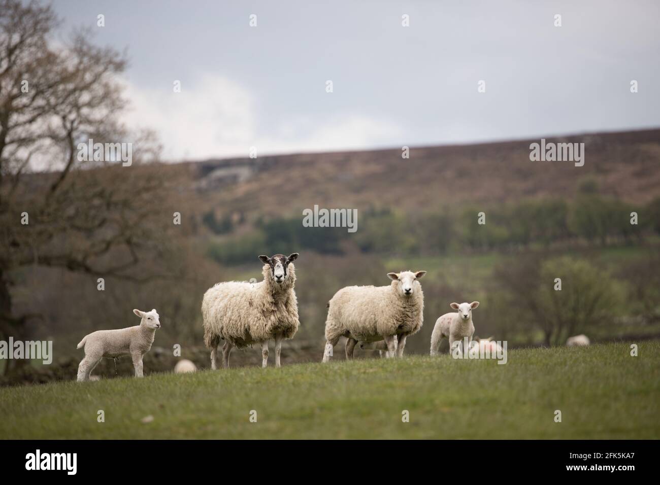 White Texel Continental Ewe Sheep with twin lambs at foot Stock Photo ...