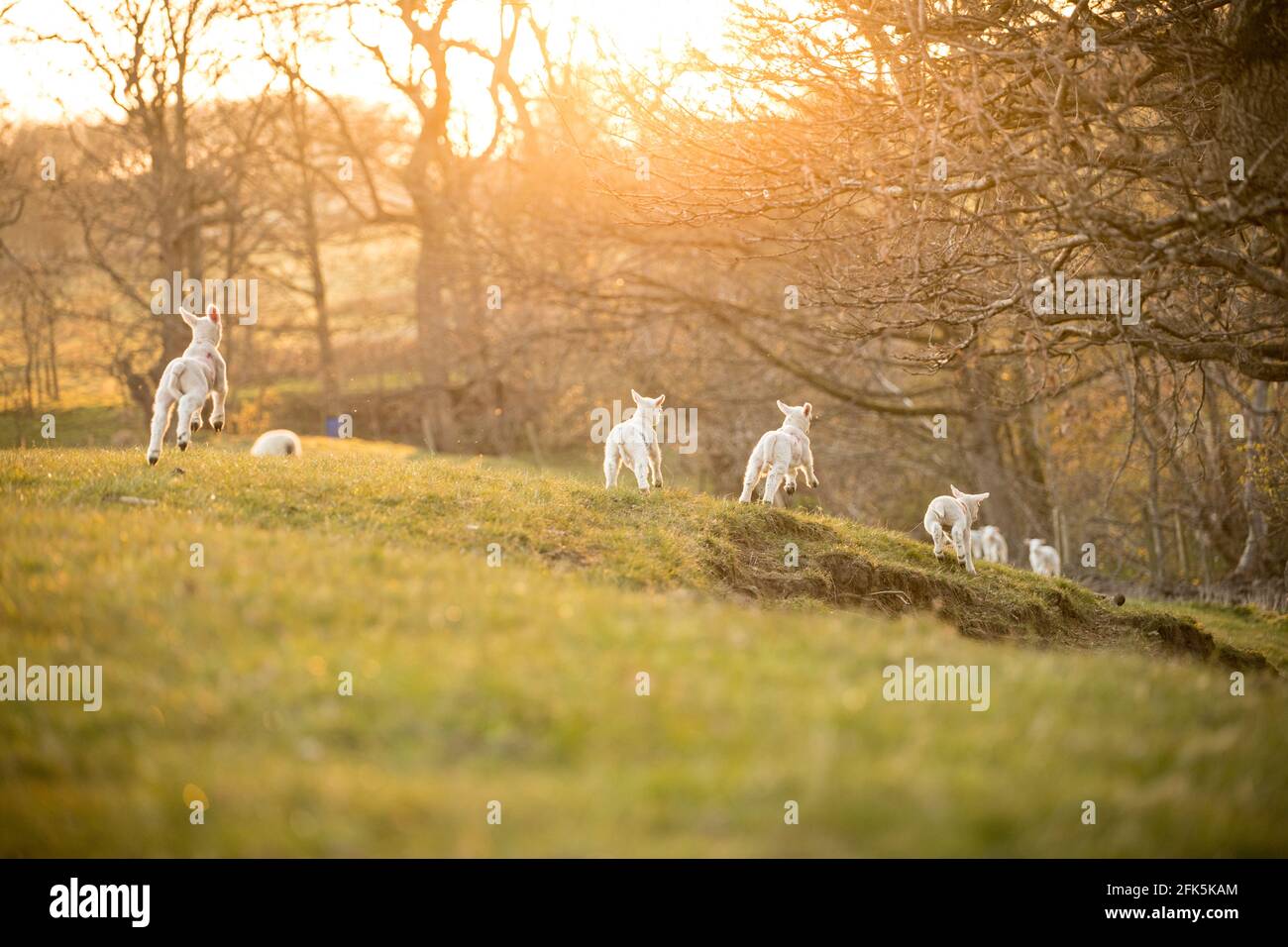 Lambs running in field hi-res stock photography and images - Alamy