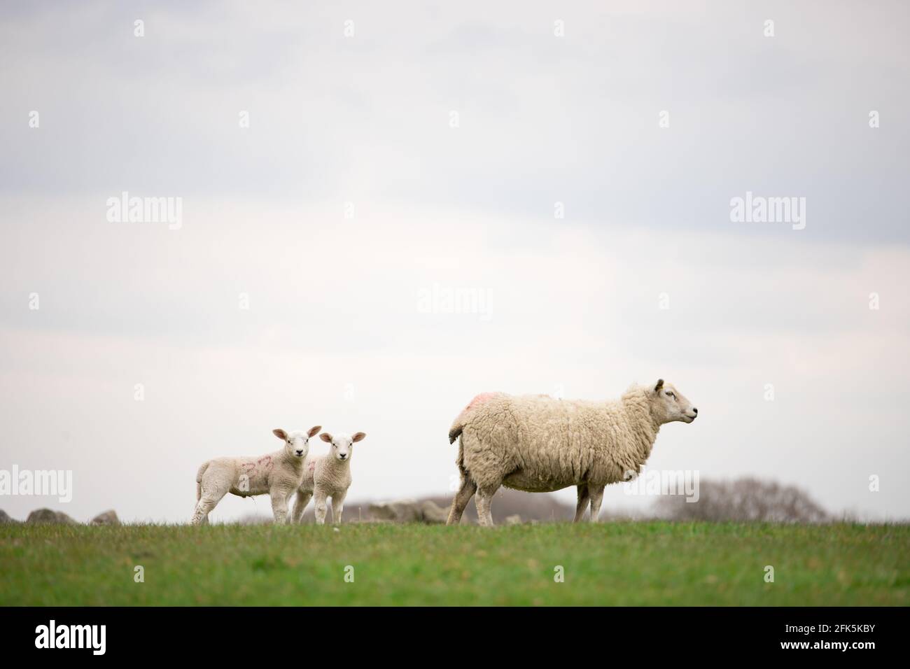 White Texel Continental Ewe Sheep with twin lambs at foot Stock Photo ...
