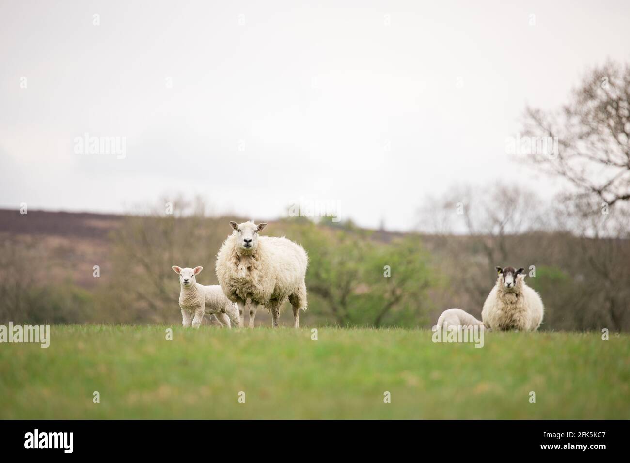 White Texel Continental Ewe Sheep with twin lambs at foot Stock Photo ...