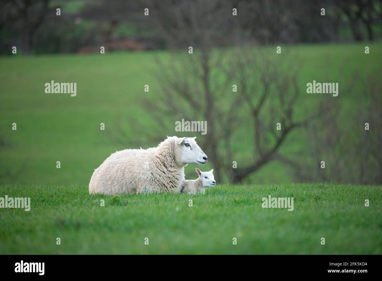 White Texel Continental Ewe Sheep with twin lambs at foot Stock Photo ...