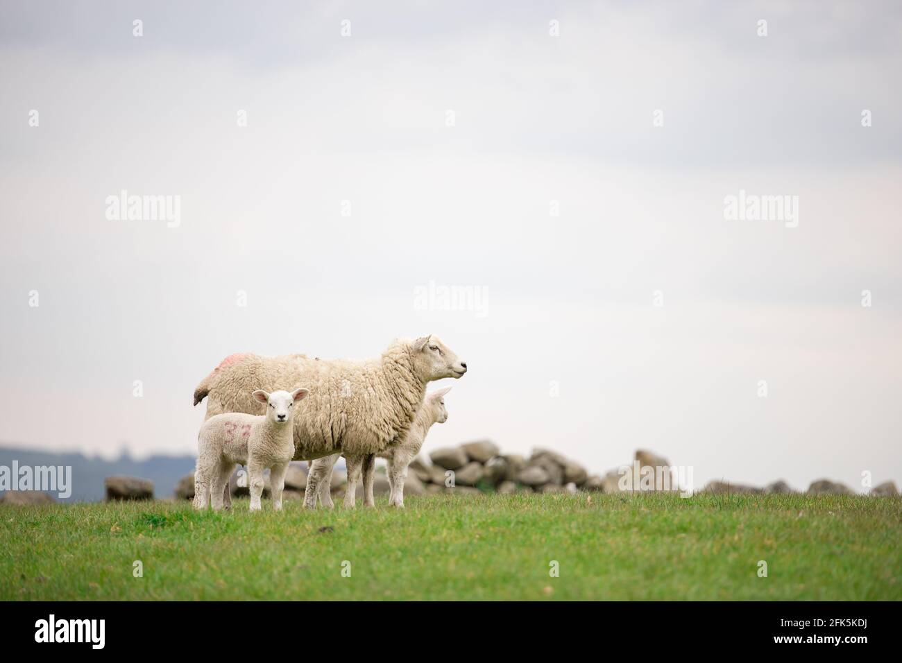 White Texel Continental Ewe Sheep with twin lambs at foot Stock Photo ...